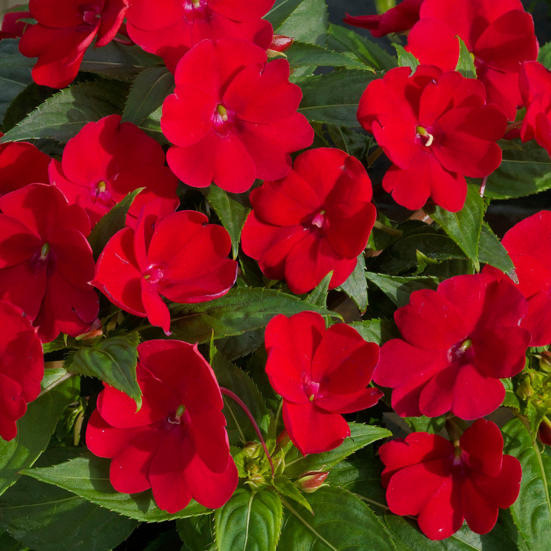 SunPatiens® Compact Deep Rose Impatiens | Plant Addicts