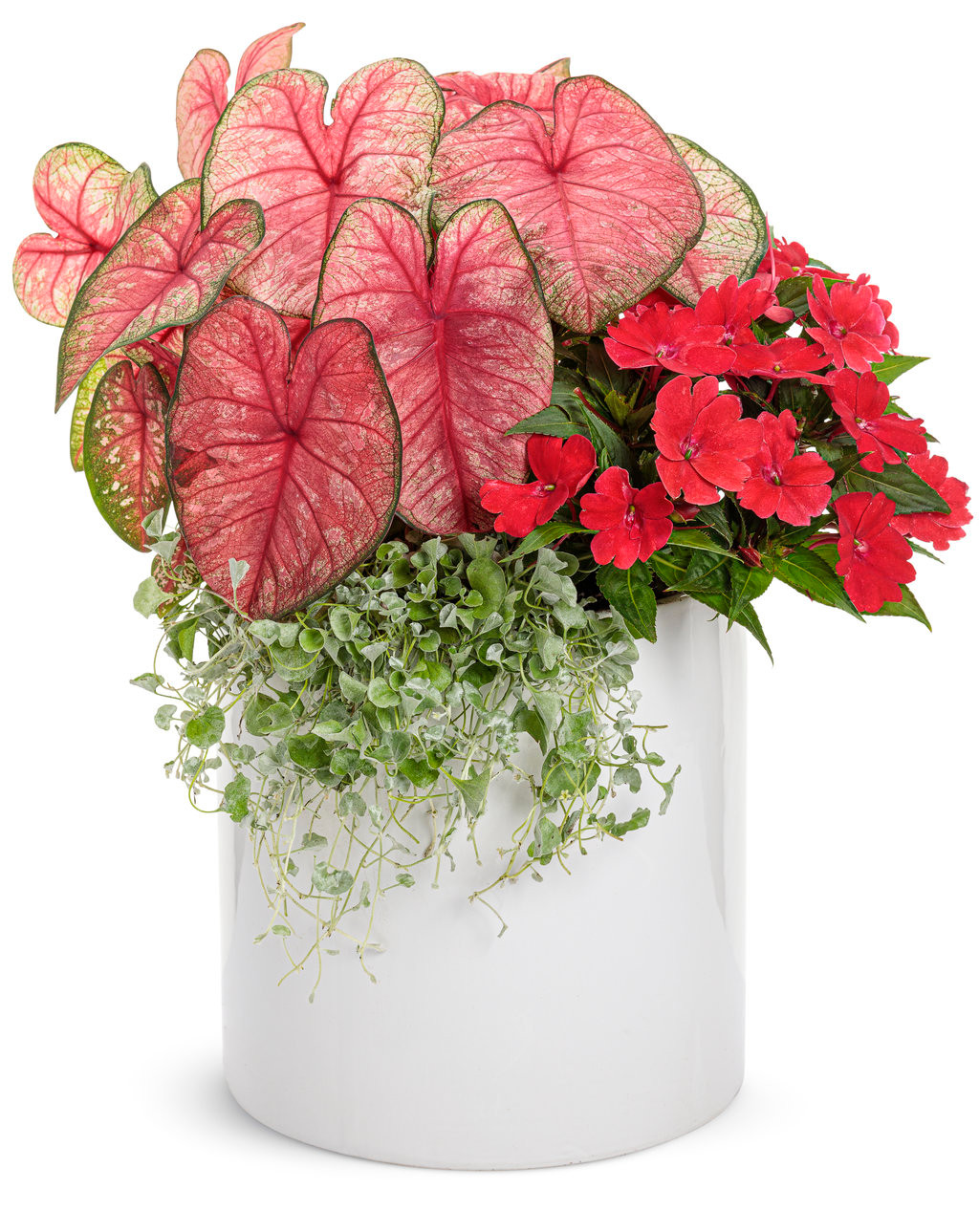 SunPatiens® Compact Fire Red Impatiens | Plant Addicts