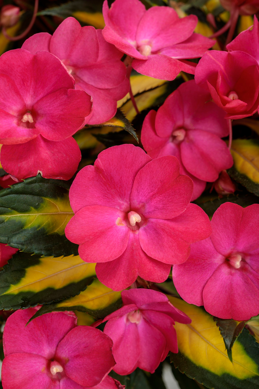 SunPatiens® Compact Tropical Rose Impatiens | Plant Addicts
