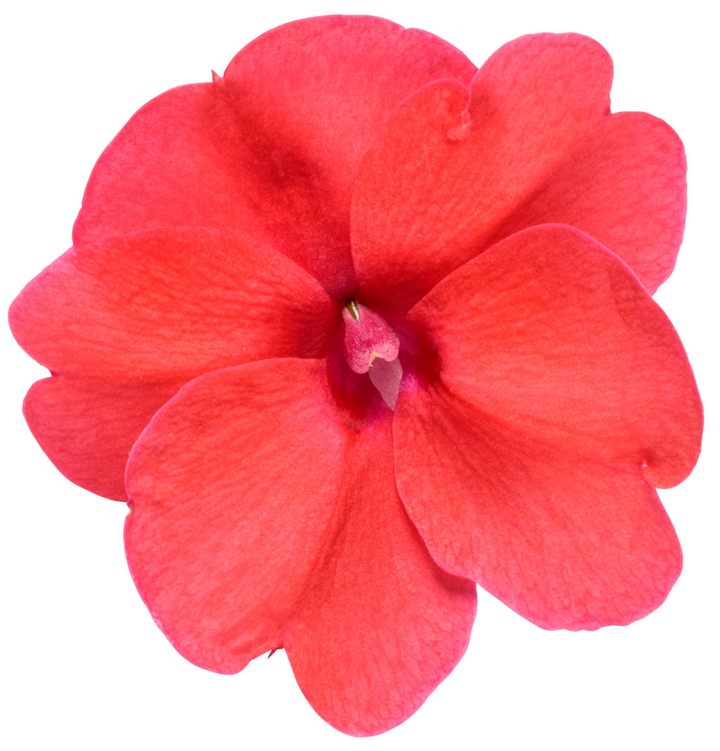 SunPatiens® Compact Deep Rose Impatiens | Plant Addicts