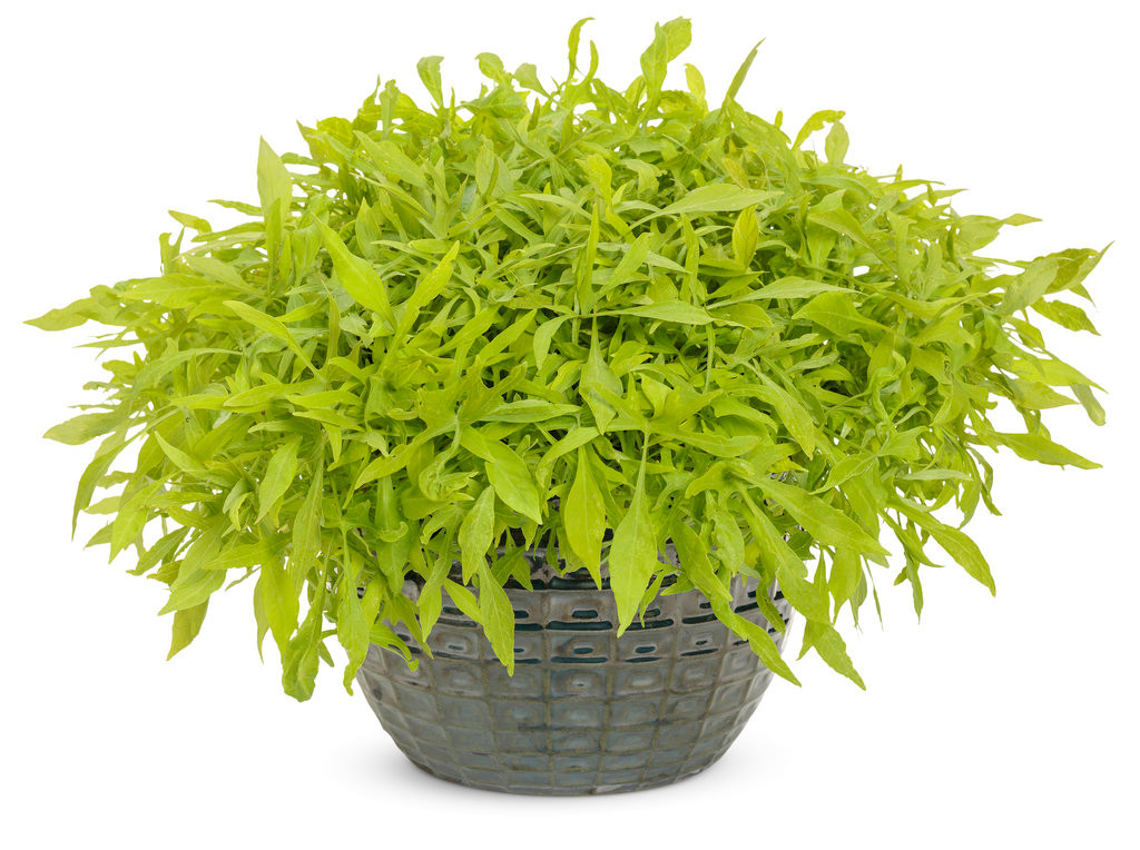 Proven Accents® Illusion® Emerald Lace Sweet Potato Vine | Plant Addicts