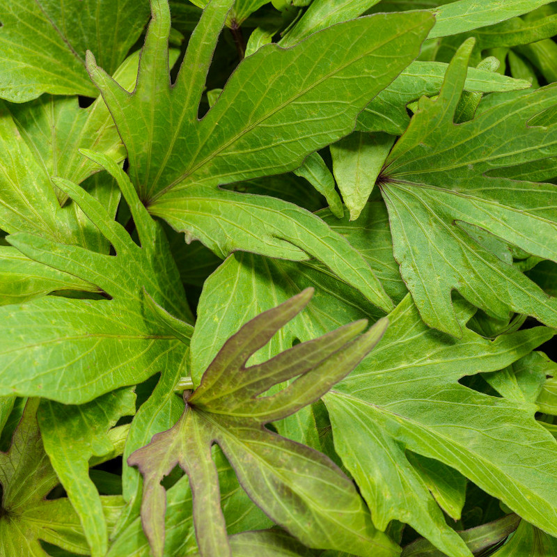 Proven Accents® Sweet Caroline Sweetheart Lime Sweet Potato Vine ...