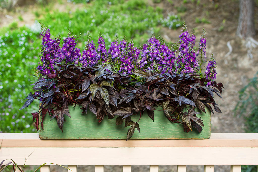Proven Accents® Sweet Caroline Raven Sweet Potato Vine | Plant Addicts