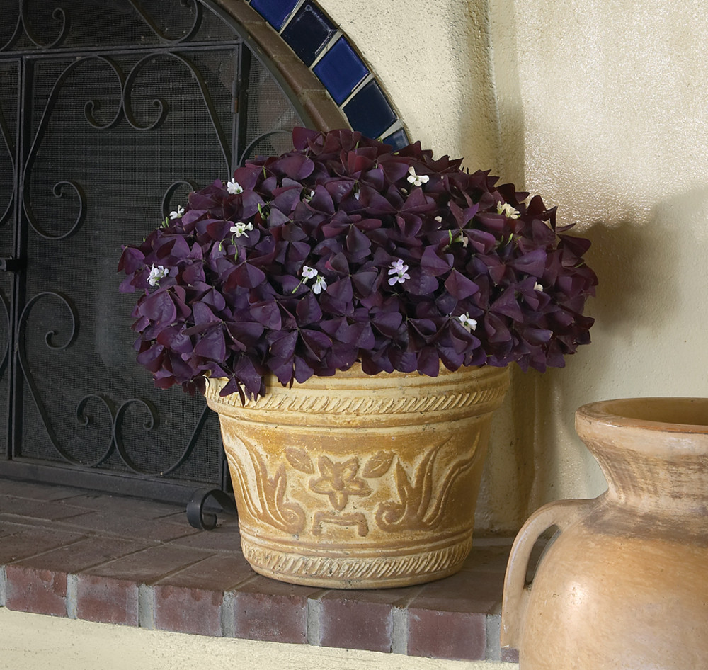 Charmed® Wine Shamrock | Plant Addicts