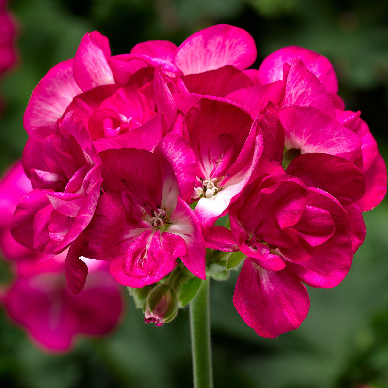 Americana® Salmon Zonal Geranium | Plant Addicts