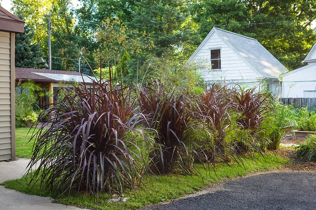 Graceful Grasses® Vertigo® Purple Fountain Grass | Plant Addicts