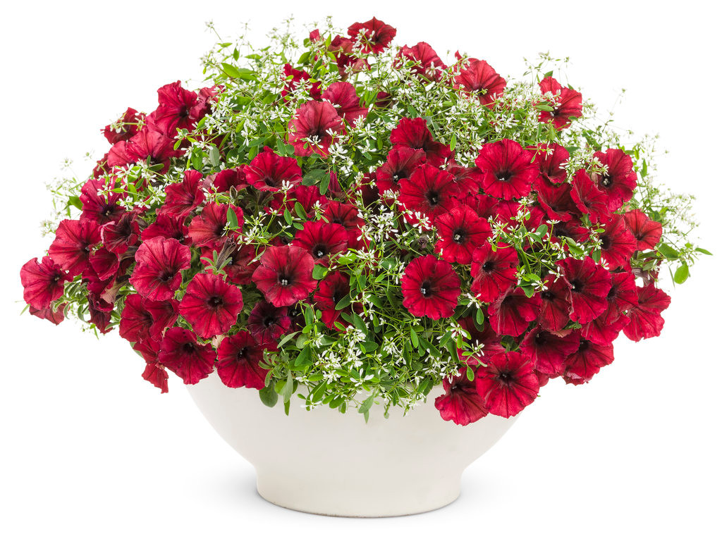 Supertunia® Black Cherry® Petunia | Plant Addicts
