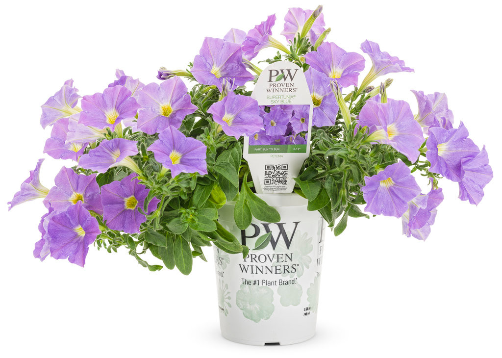 Supertunia® Blue Skies Petunia | Plant Addicts
