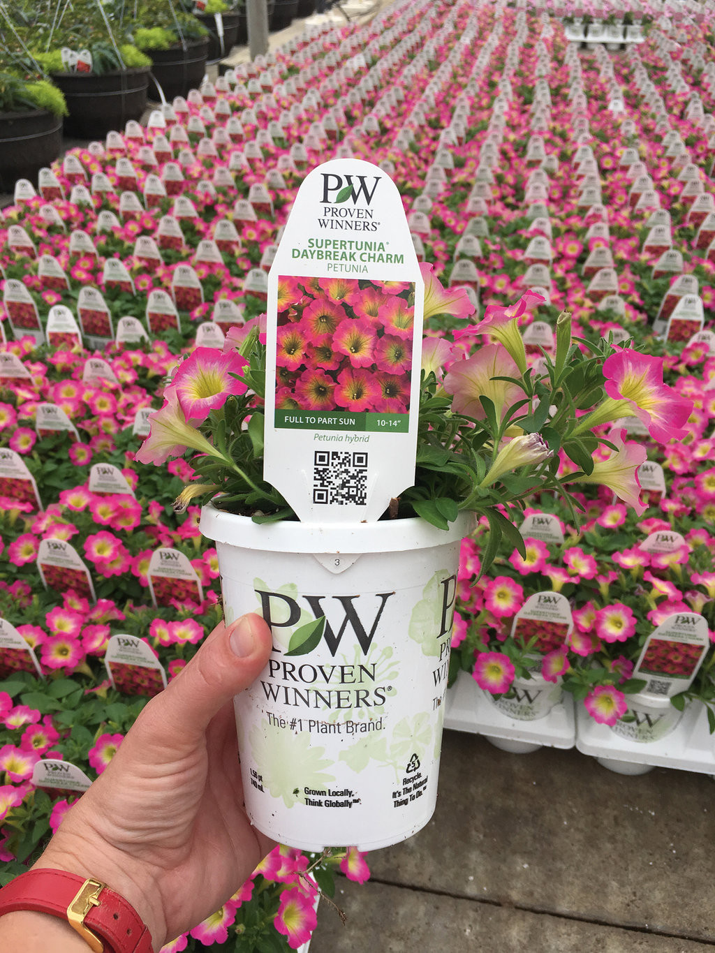 Supertunia® Daybreak Charm Petunia | Plant Addicts