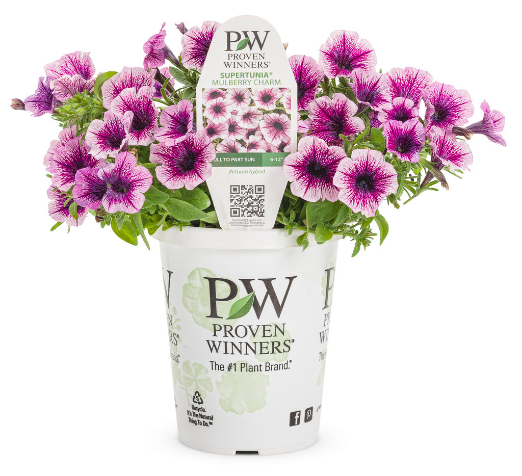 Supertunia® Mulberry Charm Petunia | Plant Addicts