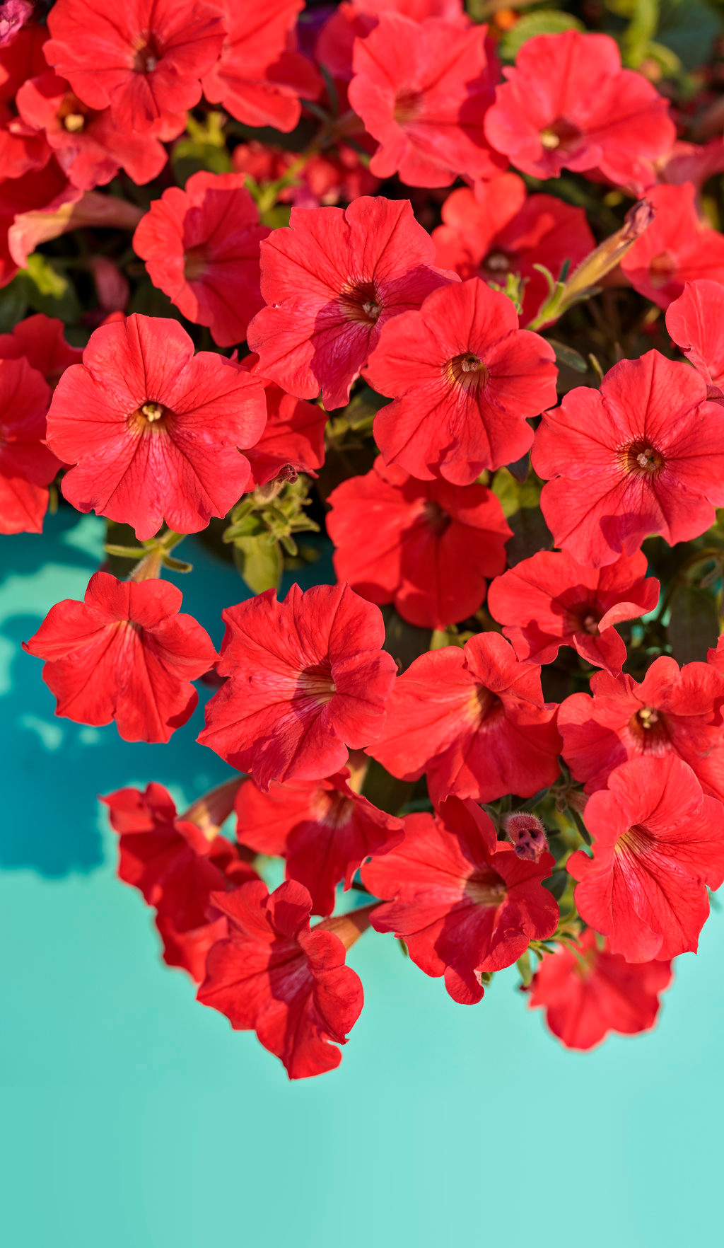 Supertunia® Really Red Petunia | Plant Addicts