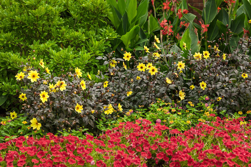 Supertunia® Really Red Petunia | Plant Addicts
