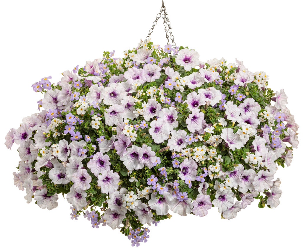 Supertunia® Trailing Blue Veined Petunia | Plant Addicts