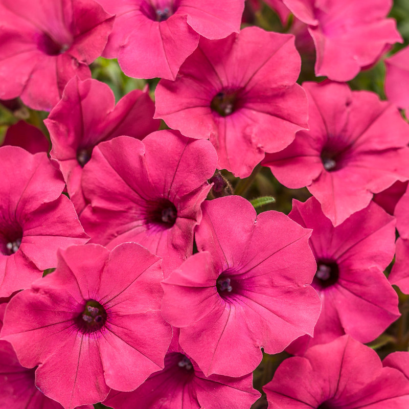 Supertunia Vista® Snowdrift Petunia | Plant Addicts