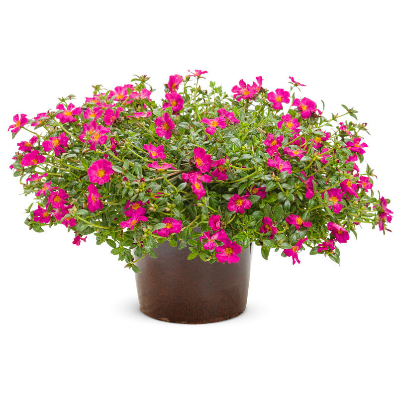 Fuchsia Firecracker | Plant Addicts
