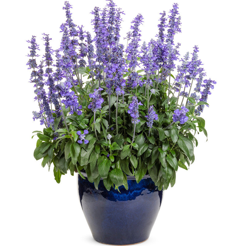 Salvia Plants For Sale | Plant Addicts