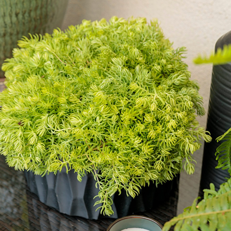 Atlantis Stonecrop Sedum | Plant Addicts