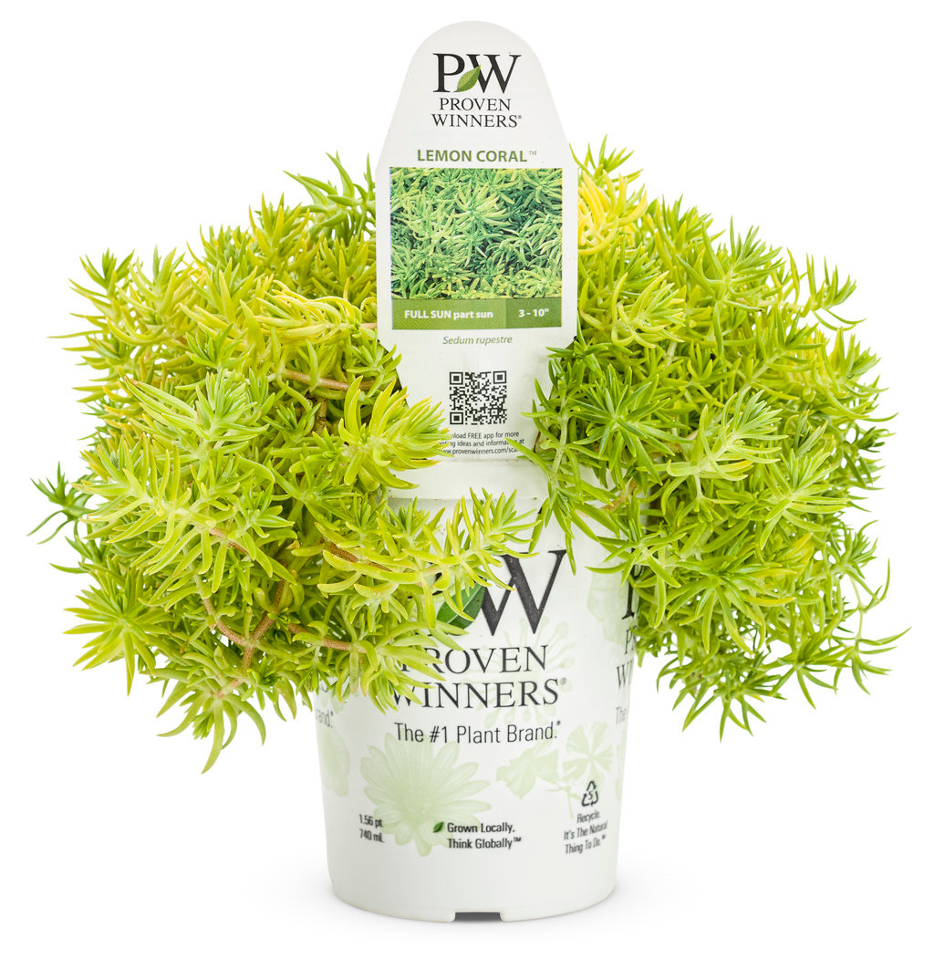 Lemon Coral® Sedum | Plant Addicts