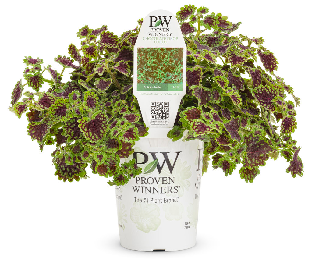 ColorBlaze® Chocolate Drop Coleus | Plant Addicts