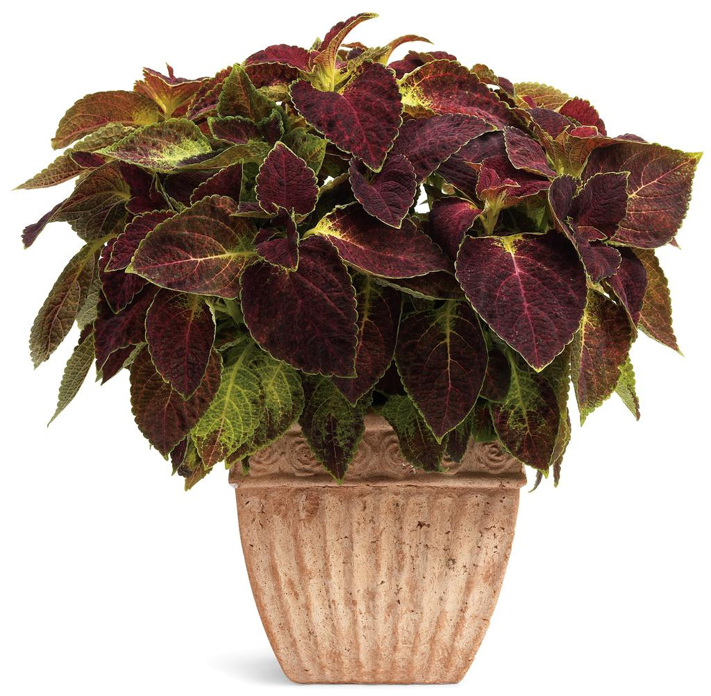 ColorBlaze® Dipt in Wine Coleus | Plant Addicts