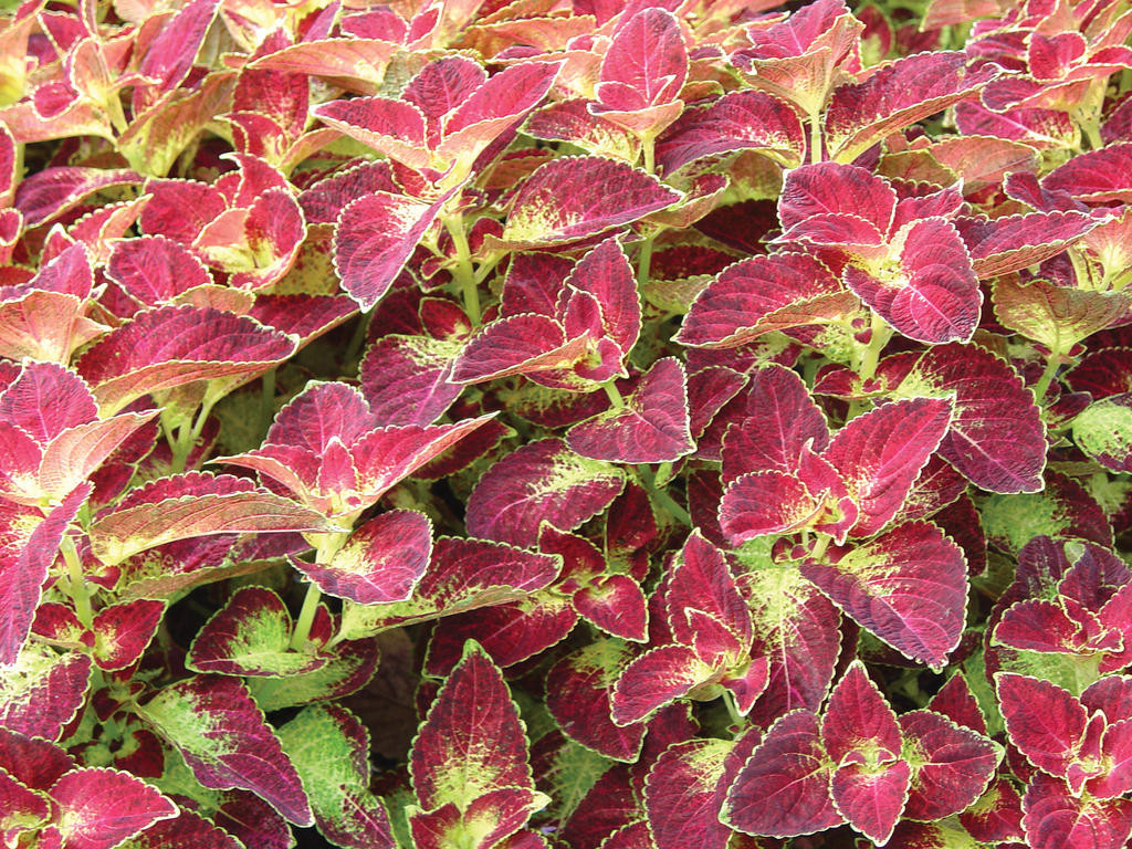 ColorBlaze® Dipt in Wine Coleus | Plant Addicts