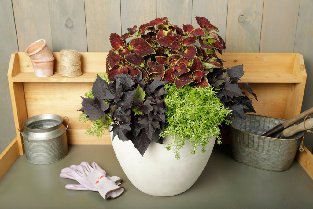 ColorBlaze® Dipt in Wine Coleus | Plant Addicts
