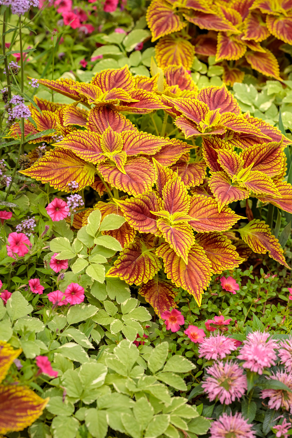 ColorBlaze® Golden Dreams Coleus | Plant Addicts