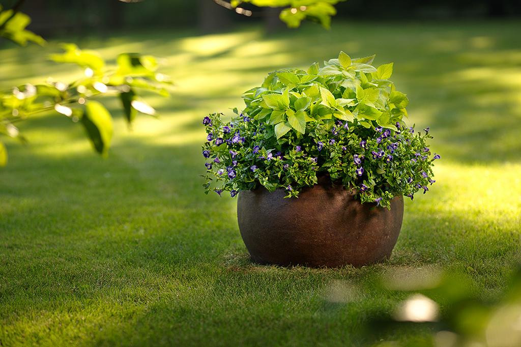 ColorBlaze® Lime Time® Coleus | Plant Addicts