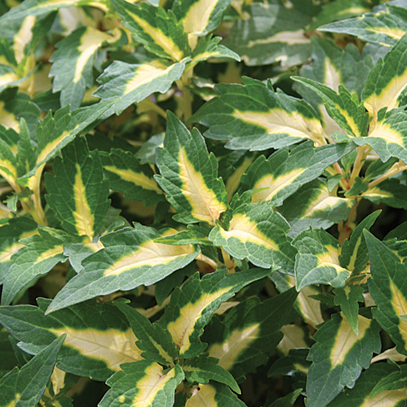 ColorBlaze® Royale Pineapple Brandy Coleus | Plant Addicts