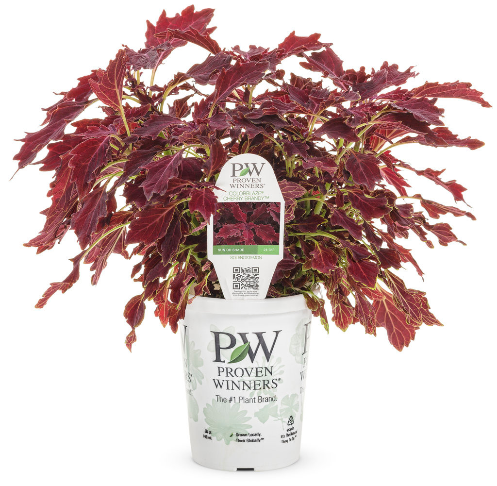 ColorBlaze® Royale Cherry Brandy® Coleus | Plant Addicts