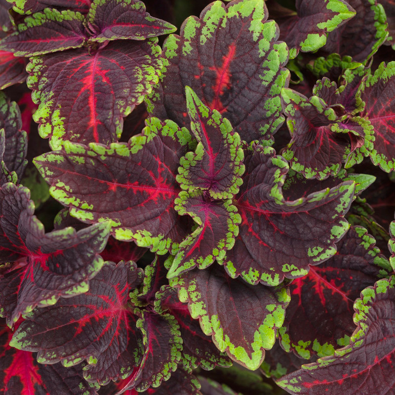 ColorBlaze® Velveteen® Coleus | Plant Addicts