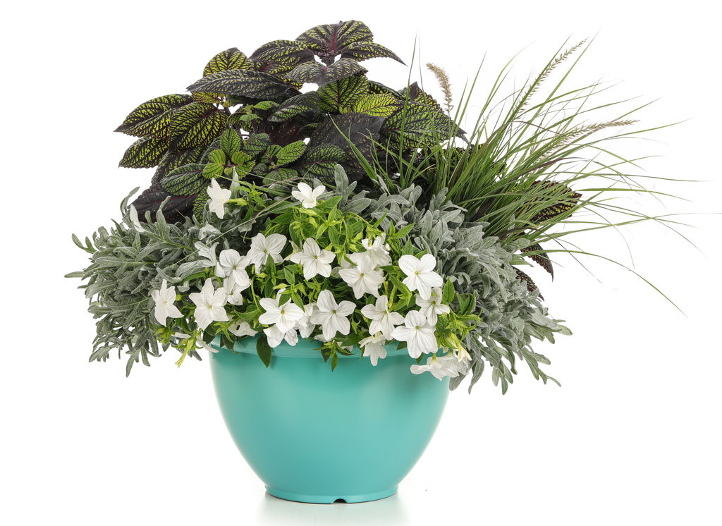 Coleus Fishnet Stockings Plant