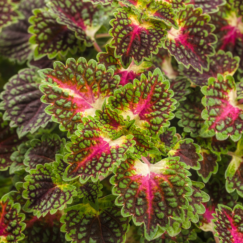 ColorBlaze® Wicked Hot® Coleus | Plant Addicts