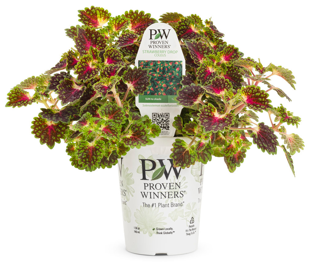 ColorBlaze® Strawberry Drop Coleus | Plant Addicts
