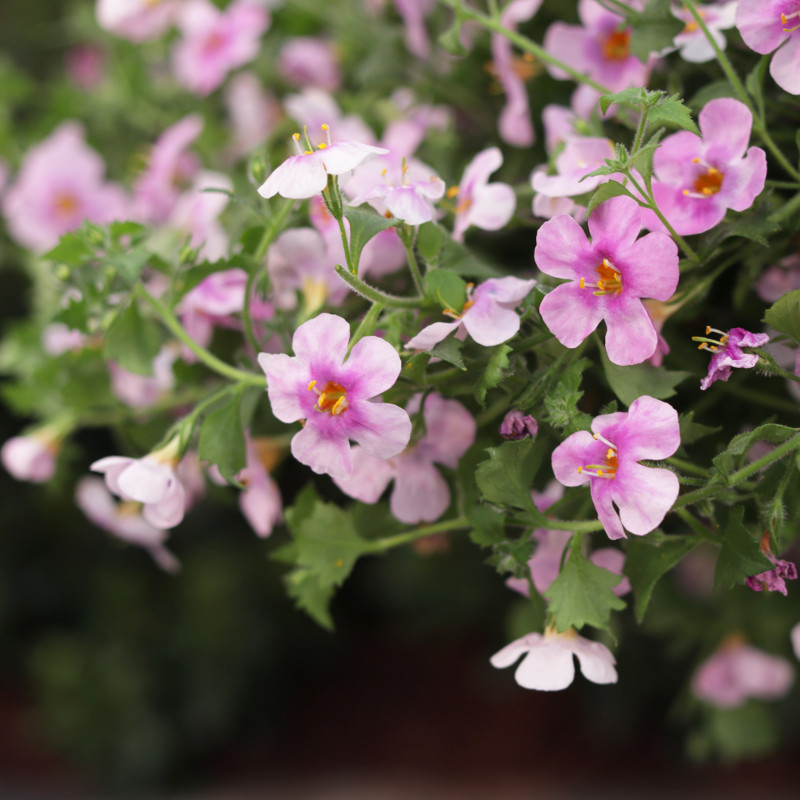 Snowstorm® Snow Globe® Bacopa | Plant Addicts