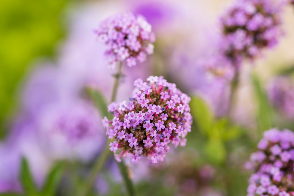 Meteor Shower® Verbena | Plant Addicts