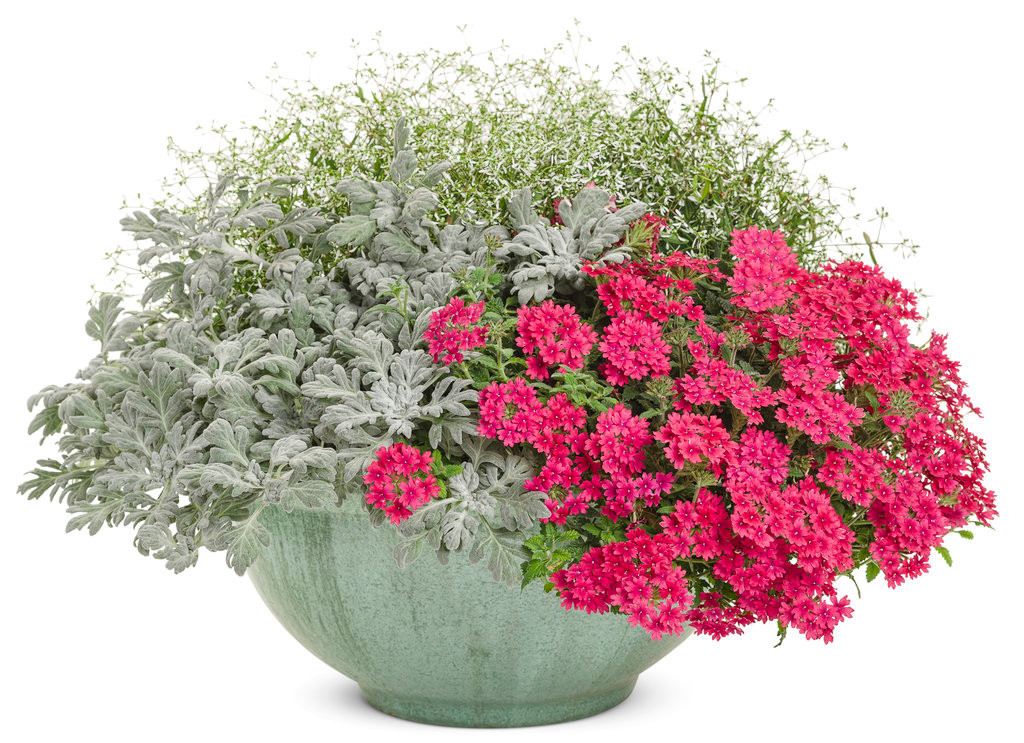 Superbena® Raspberry Verbena | Plant Addicts