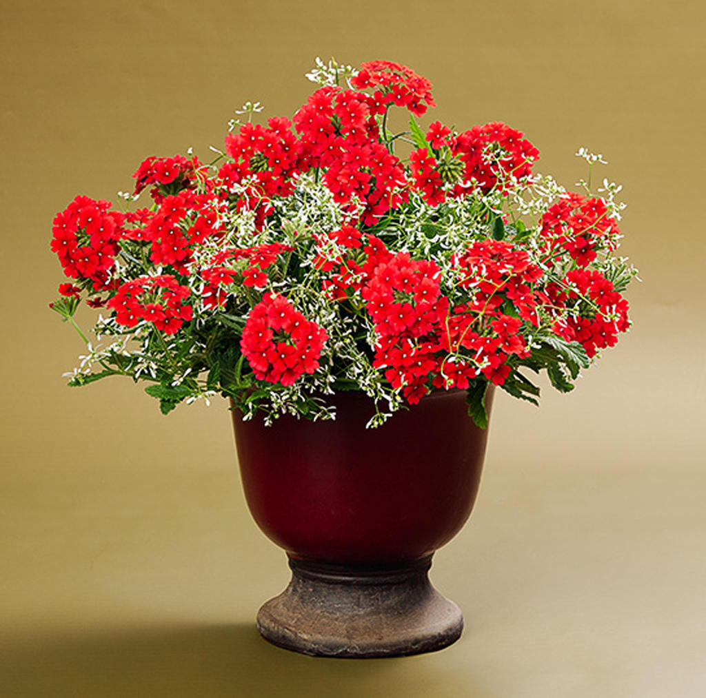Superbena® Red Verbena | Plant Addicts