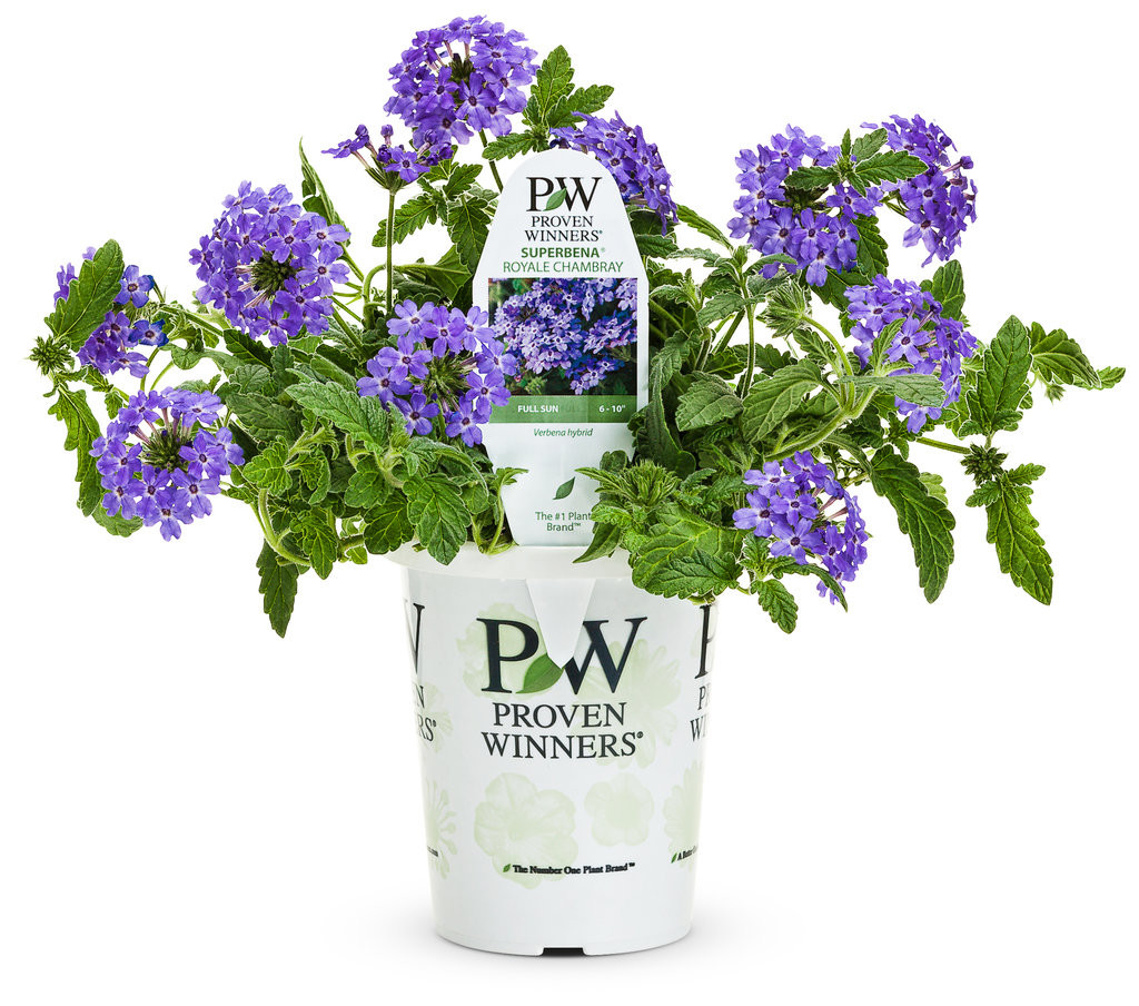 Superbena Royale® Chambray Verbena | Plant Addicts