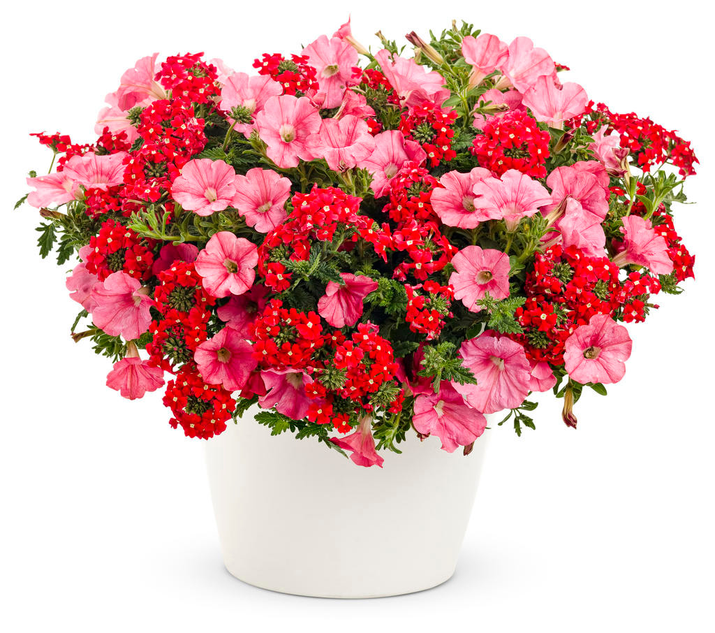 Superbena® Scarlet Star Verbena | Plant Addicts