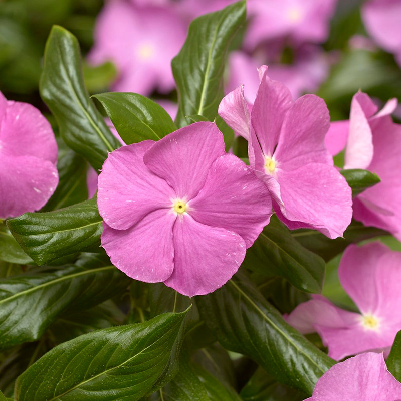 Cora® Cascade Cherry Vinca | Plant Addicts