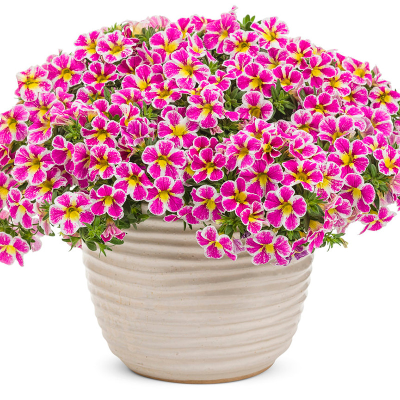 Calibrachoa Plants For Sale | Plant Addicts