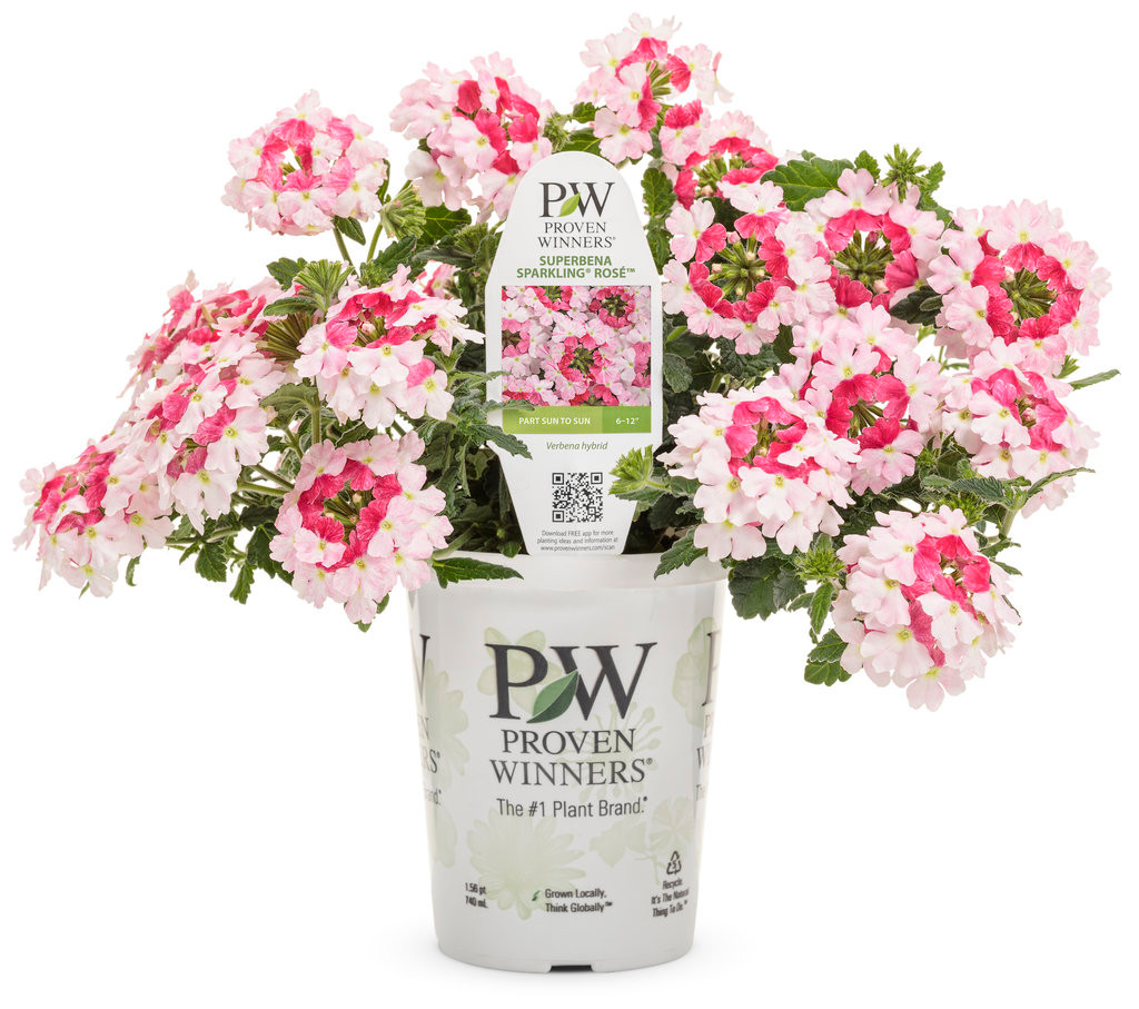Superbena Sparkling® Rosé Verbena | Plant Addicts