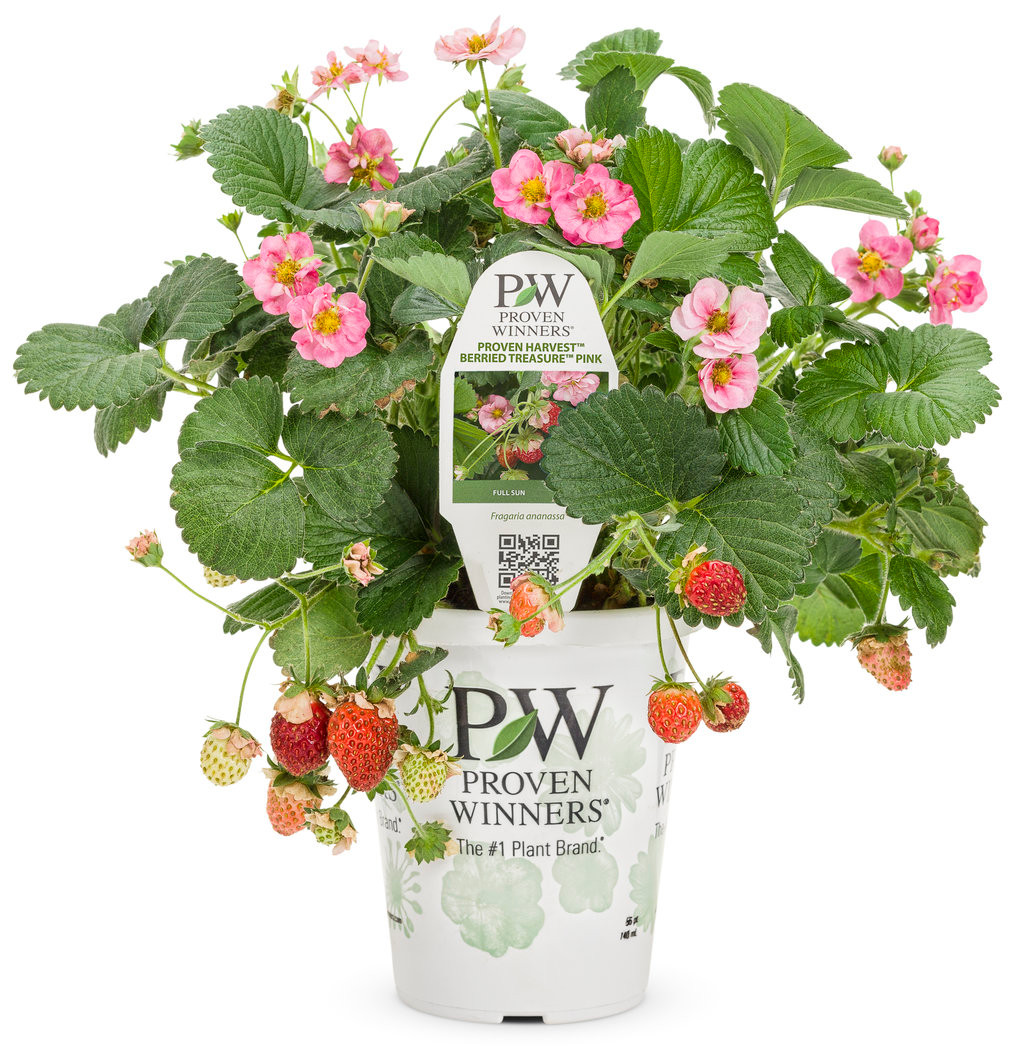 Berried Treasure® Pink Strawberry | Plant Addicts