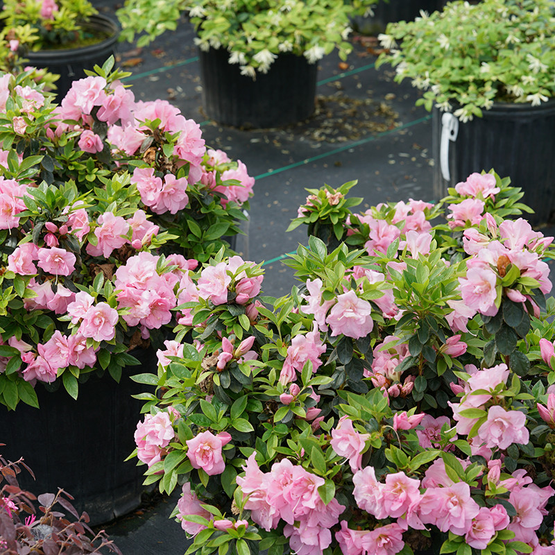 Perfecto Mundo® Double Pink Azalea | Plant Addicts