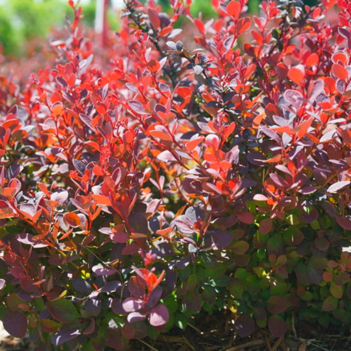 Sunjoy Mini Maroon® Barberry | Plant Addicts