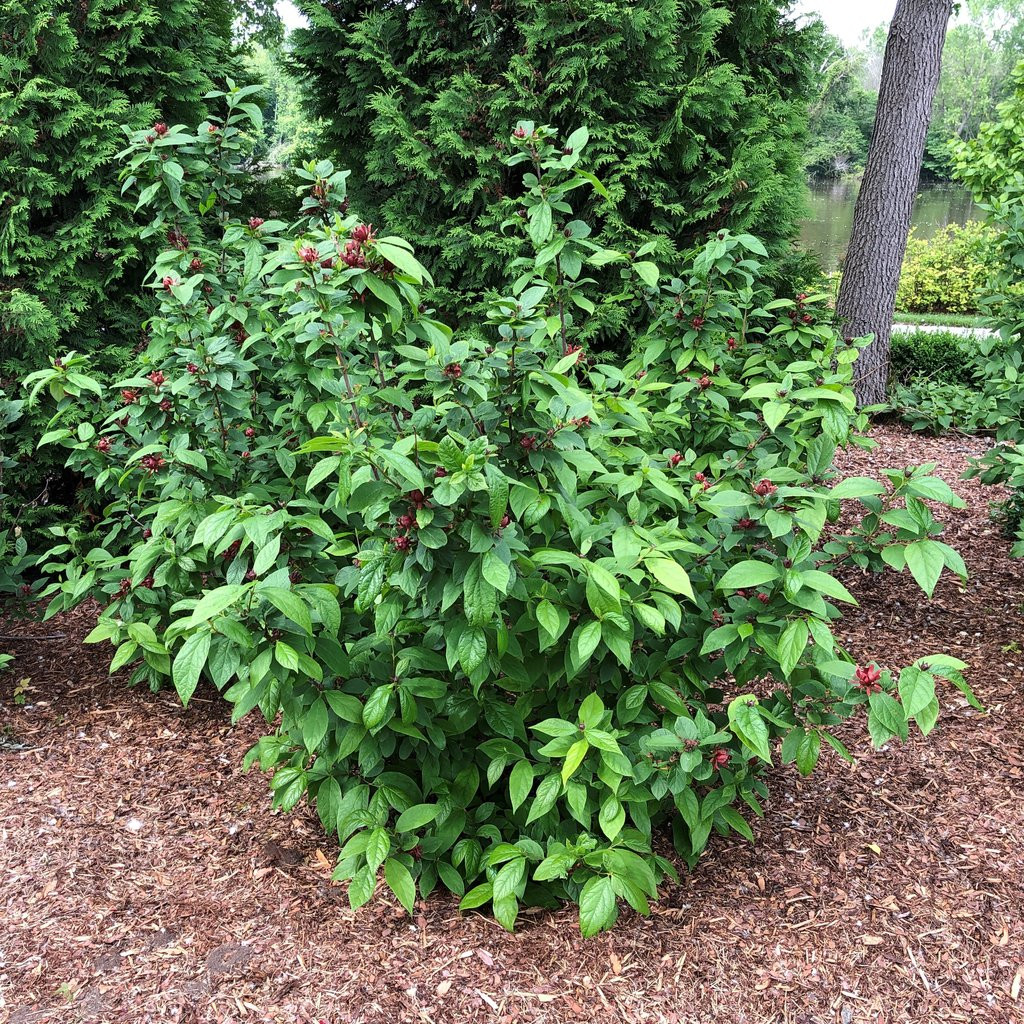 Simply Scentsational® Sweetshrub | Plant Addicts