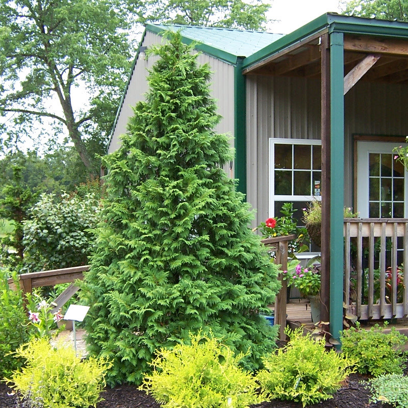 Pond Cypress Tree | PlantAddicts.com