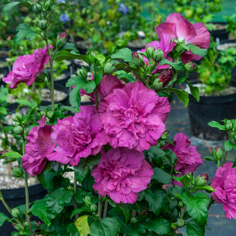 Magenta Chiffon® Rose of Sharon | Plant Addicts