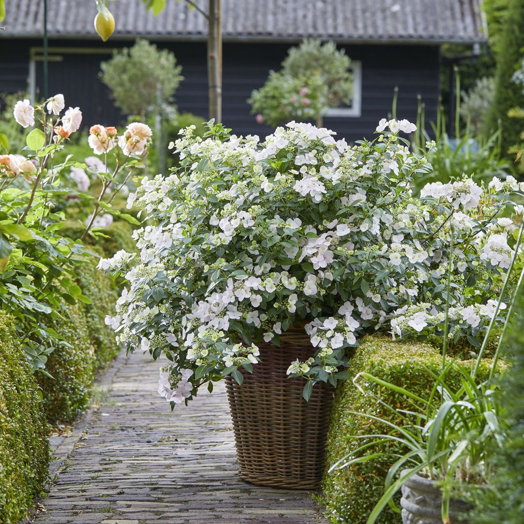 Fairytrail Bride Hydrangea | Plant Addicts